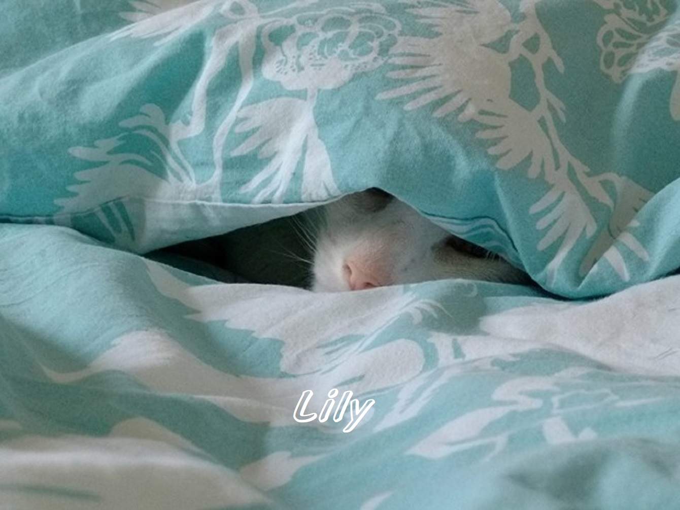 Solve Lily 0144 - When you feel like a snail or turtle and don't want ...