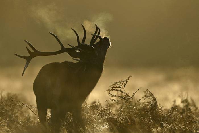 Solve Red Deer Stag, Sunrise in Richmond Park, London jigsaw puzzle ...