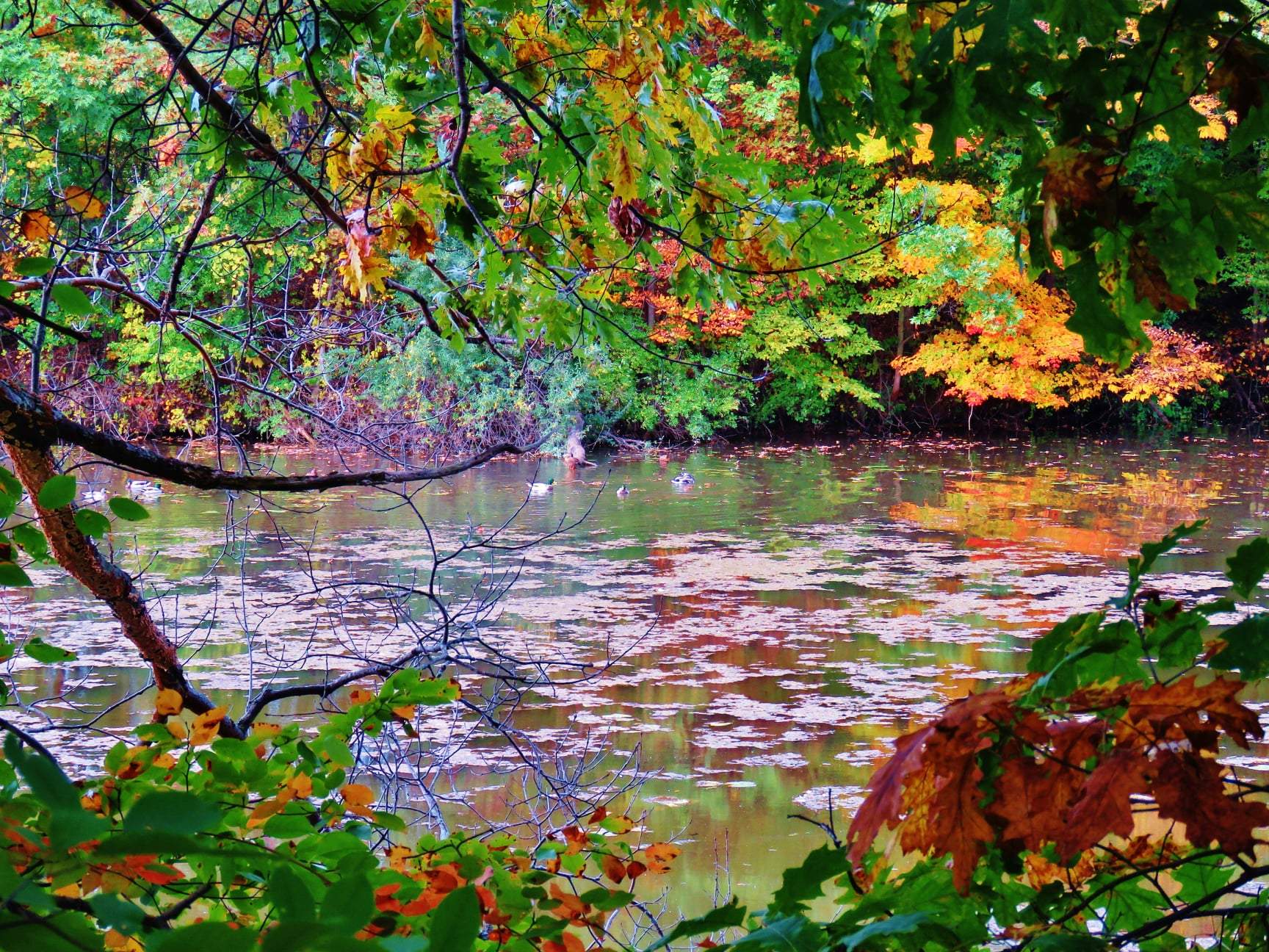 Solve Rob's fall foliage with ducks jigsaw puzzle online with 266 pieces