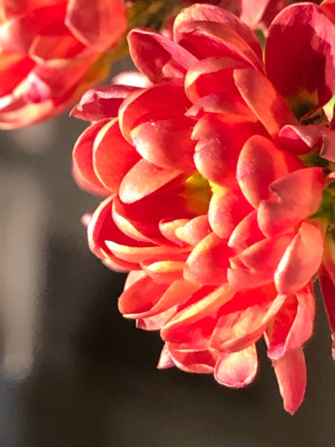 Solve Study in Light and Shadow II jigsaw puzzle online with 130 pieces