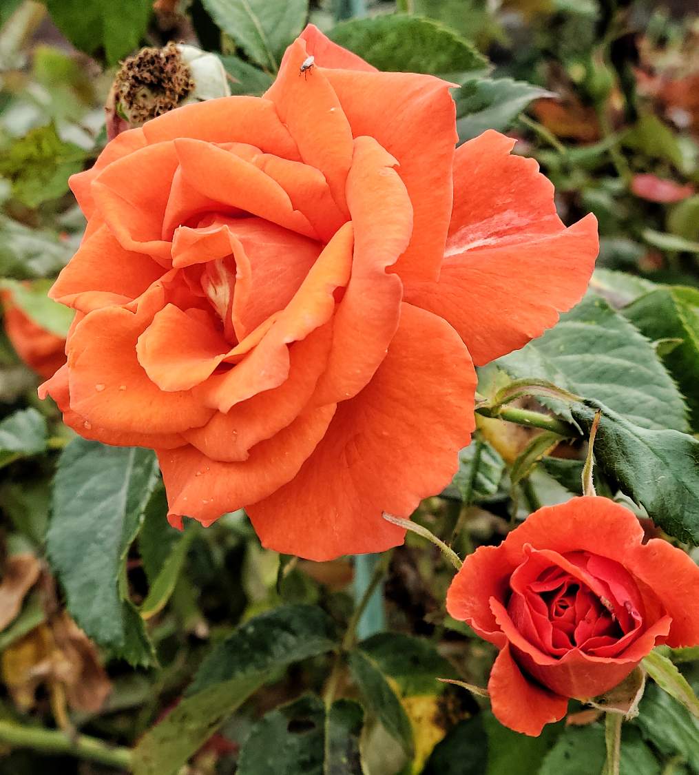 Solve Orange Duo jigsaw puzzle online with 72 pieces