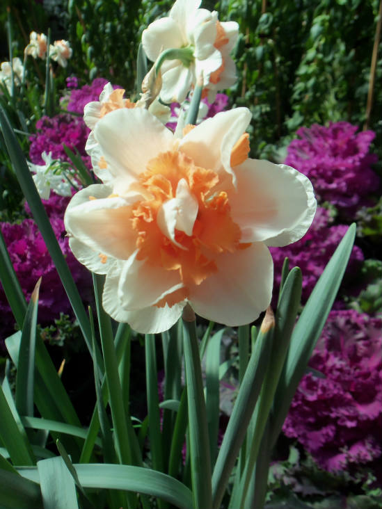 Solve TYPE OF DAFODIL, I THINK jigsaw puzzle online with 12 pieces