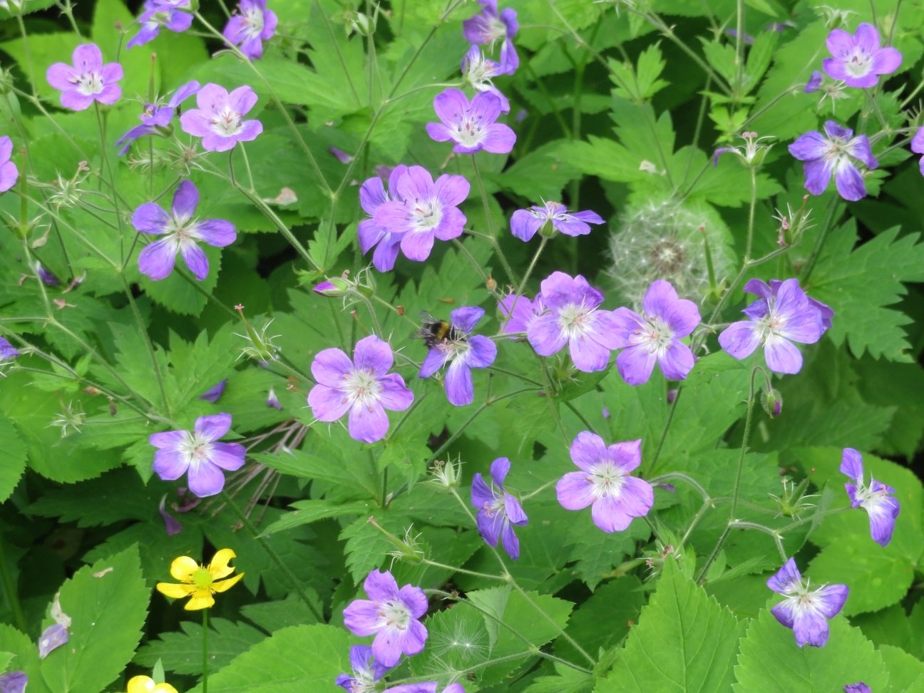 Solve Geranium sylvaticum jigsaw puzzle online with 165 pieces