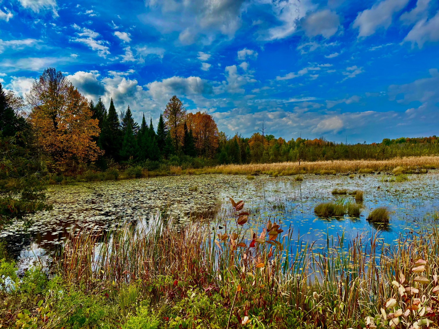 Solve Jack Frost came by with his paints recently. jigsaw puzzle online ...
