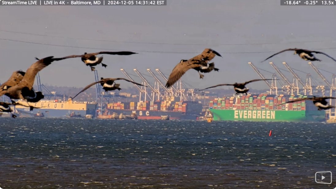 Solve Goose photobomb - Port of Baltimore 2024-12-05 jigsaw puzzle ...