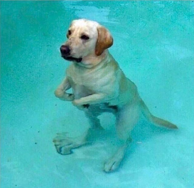 Jigsaw Puzzle | 16 pieces | Confusing Perspective #9 - Tyrannosaurus ...