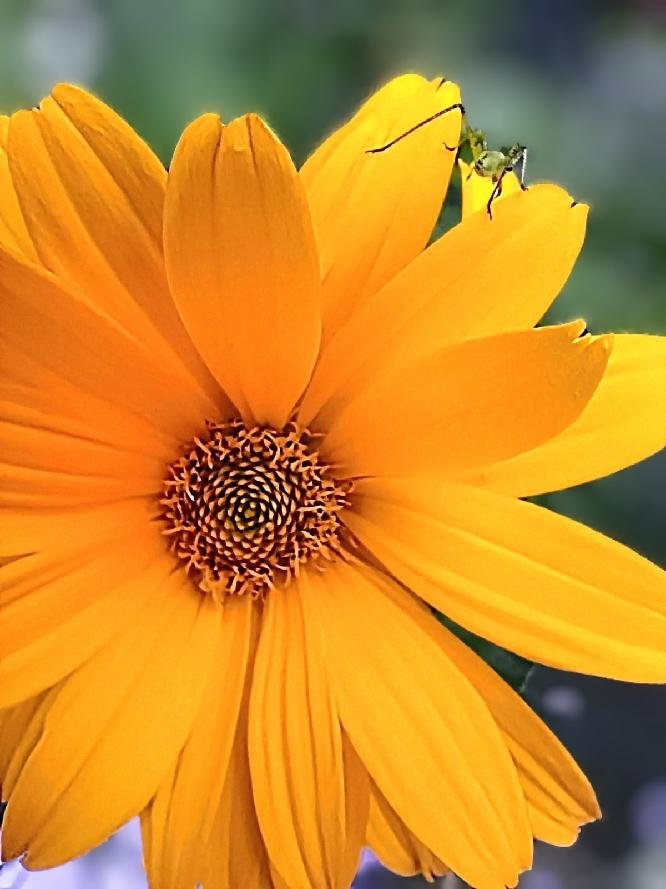 Solve 🦗🌻 A grasshopper on the flowers 🌻🦗 jigsaw puzzle online with 20 ...