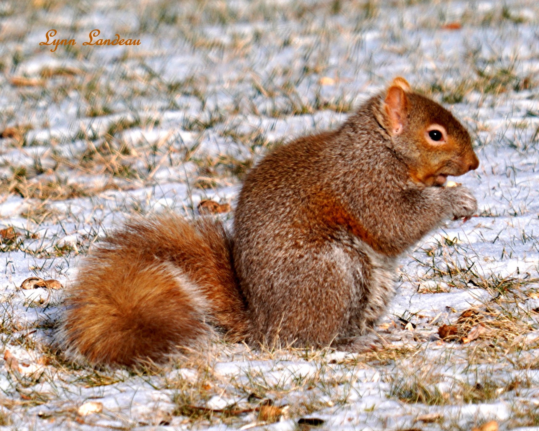 Jigsaw Puzzle | 63 pieces | Squirrel 2025 | Jigidi