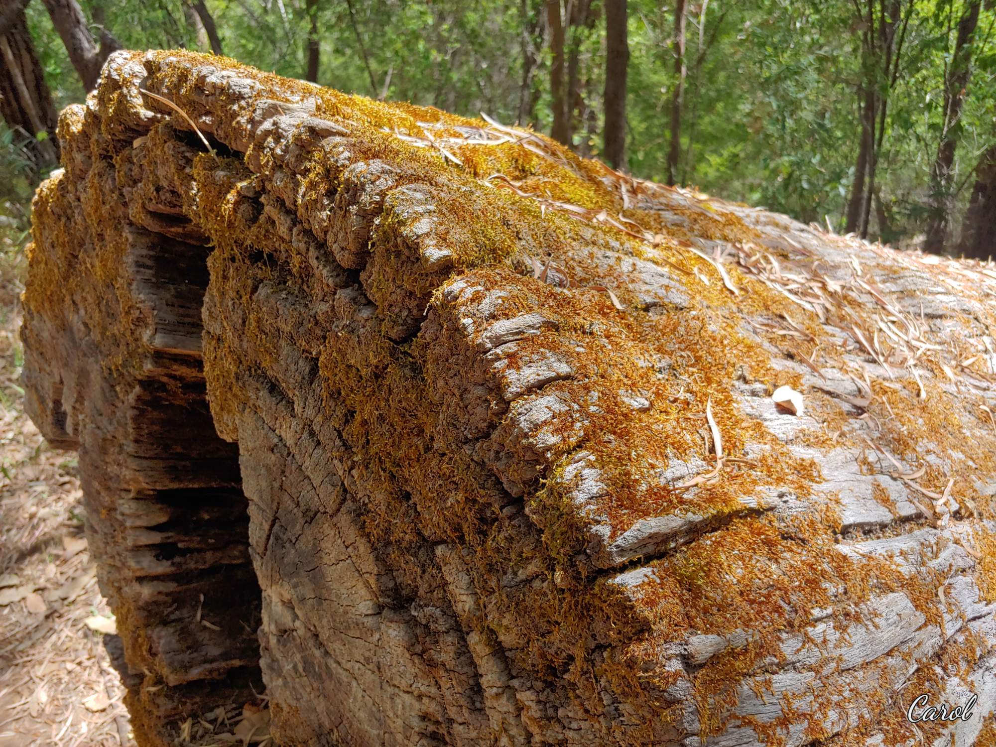 Solve Forest Log jigsaw puzzle online with 336 pieces