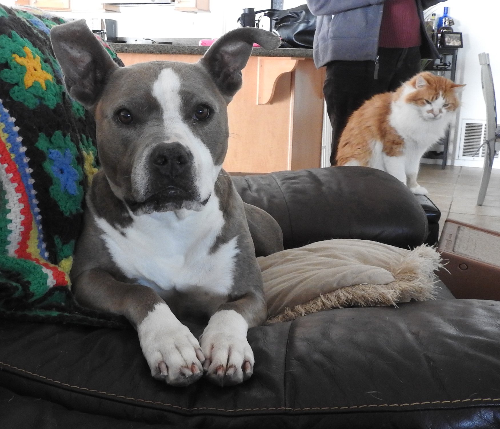 Solve Tipsy and Cheeto, Ramona, California jigsaw puzzle online with 72 ...