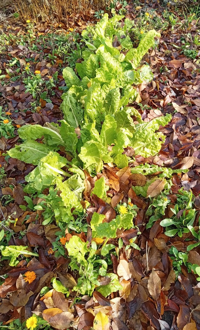 Solve Co je to za zeleninu? jigsaw puzzle online with 15 pieces