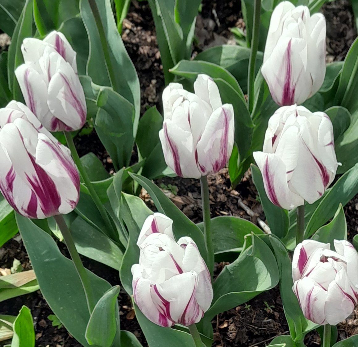 Solve More Tyntesfield tulips jigsaw puzzle online with 9 pieces