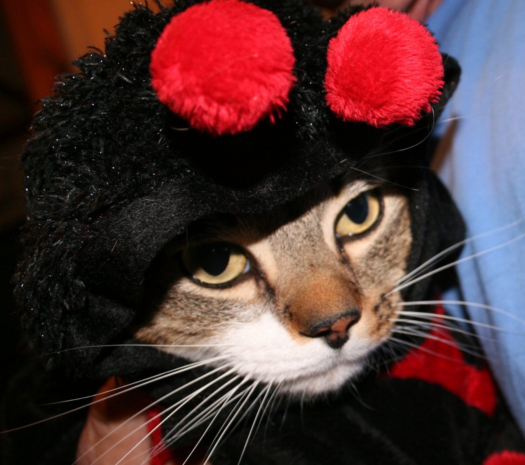 Solve ladybug kitty jigsaw puzzle online with 99 pieces