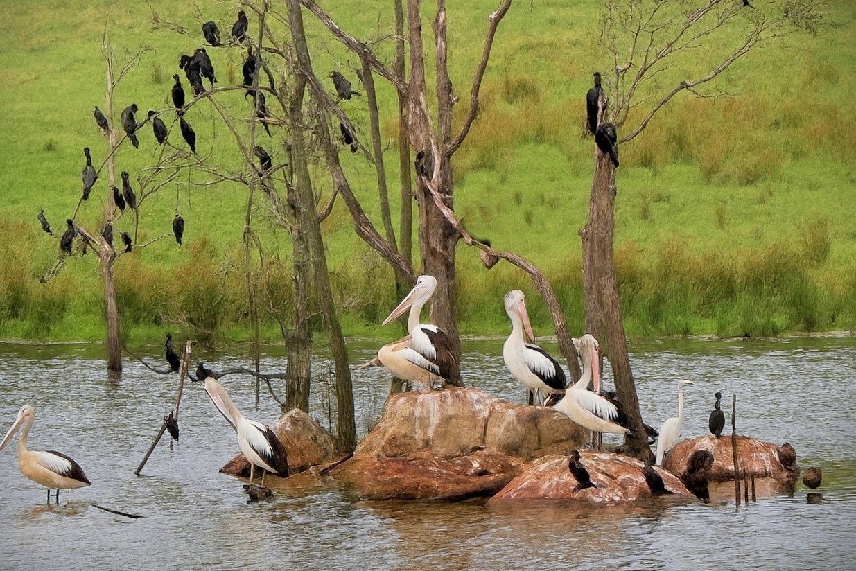 Solve Birds of a feather ... jigsaw puzzle online with 77 pieces