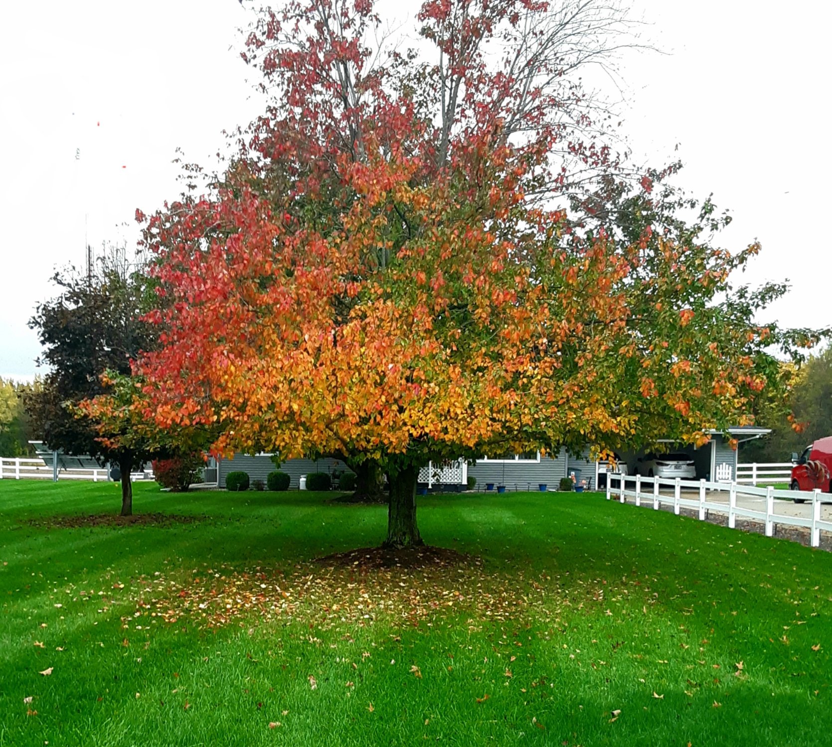 Solve pretty maple tree jigsaw puzzle online with 90 pieces