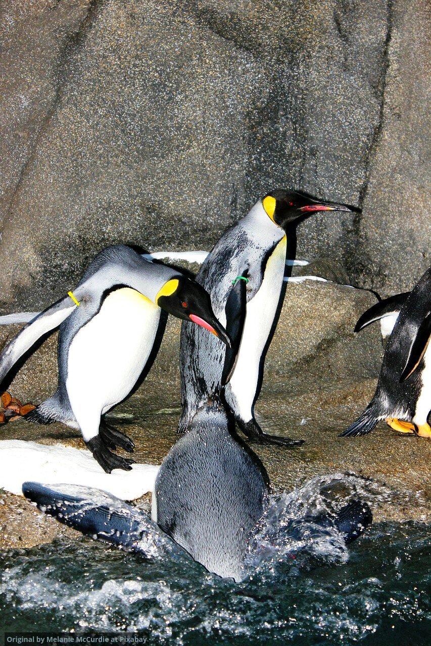 Solve Penguins at the Calgary Zoo. 🐟 jigsaw puzzle online with 54 pieces