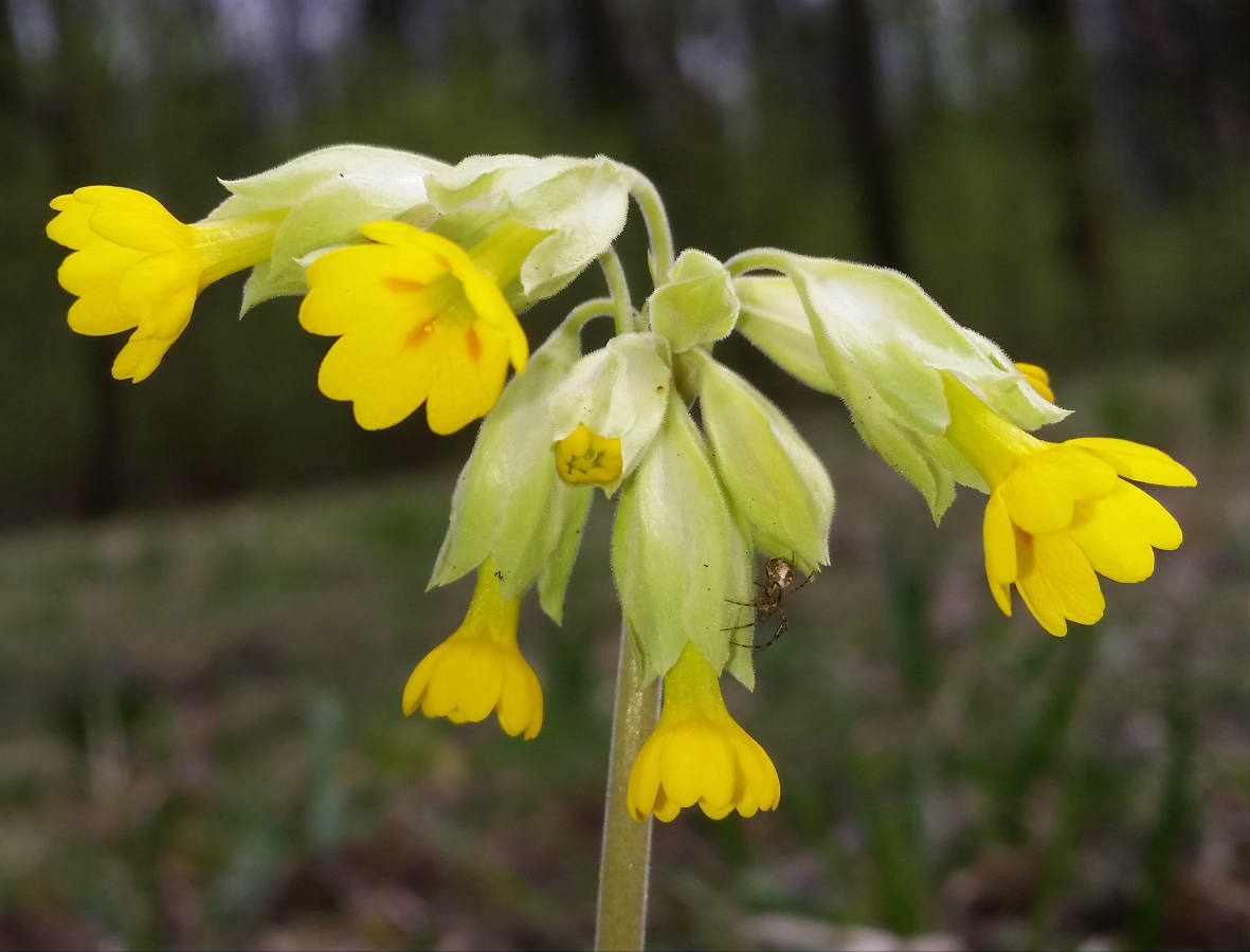 Solve Cowslip - small jigsaw puzzle online with 48 pieces