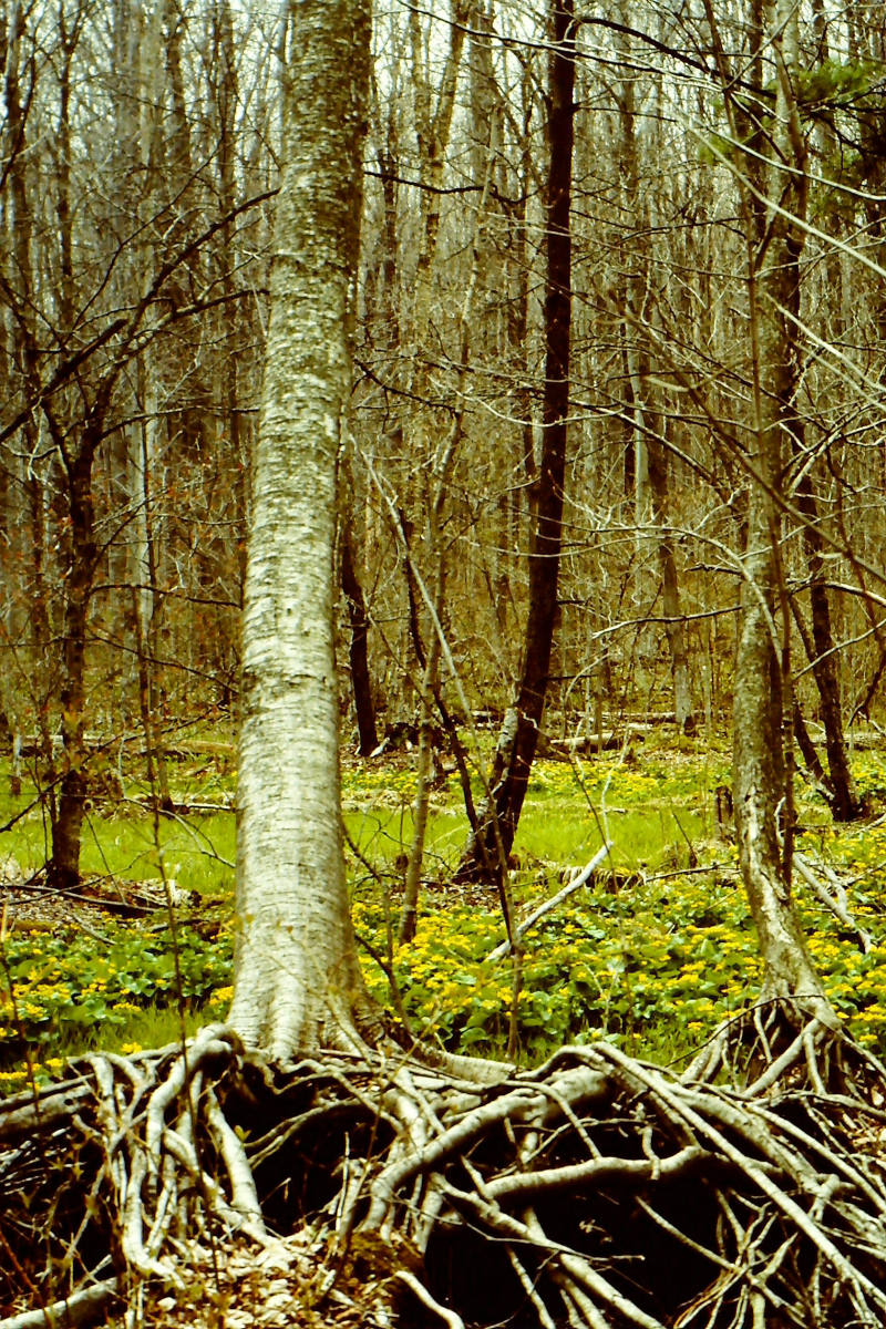 Solve marsh trees jigsaw puzzle online with 96 pieces
