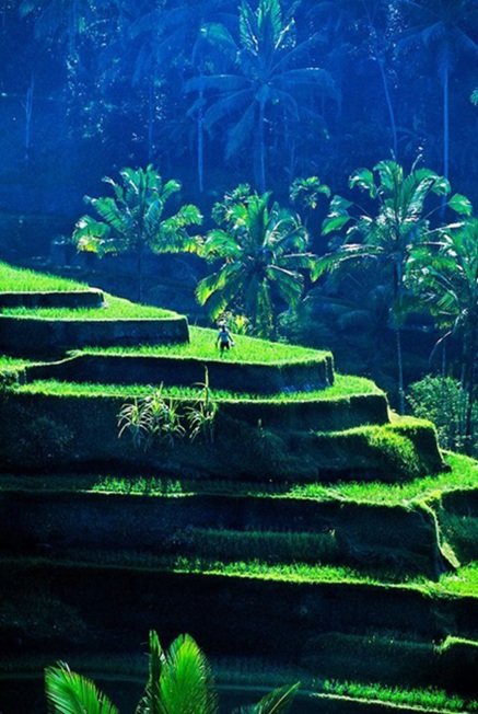 Solve Tegallalang rice terraces in Bali, Indonesia jigsaw puzzle online ...
