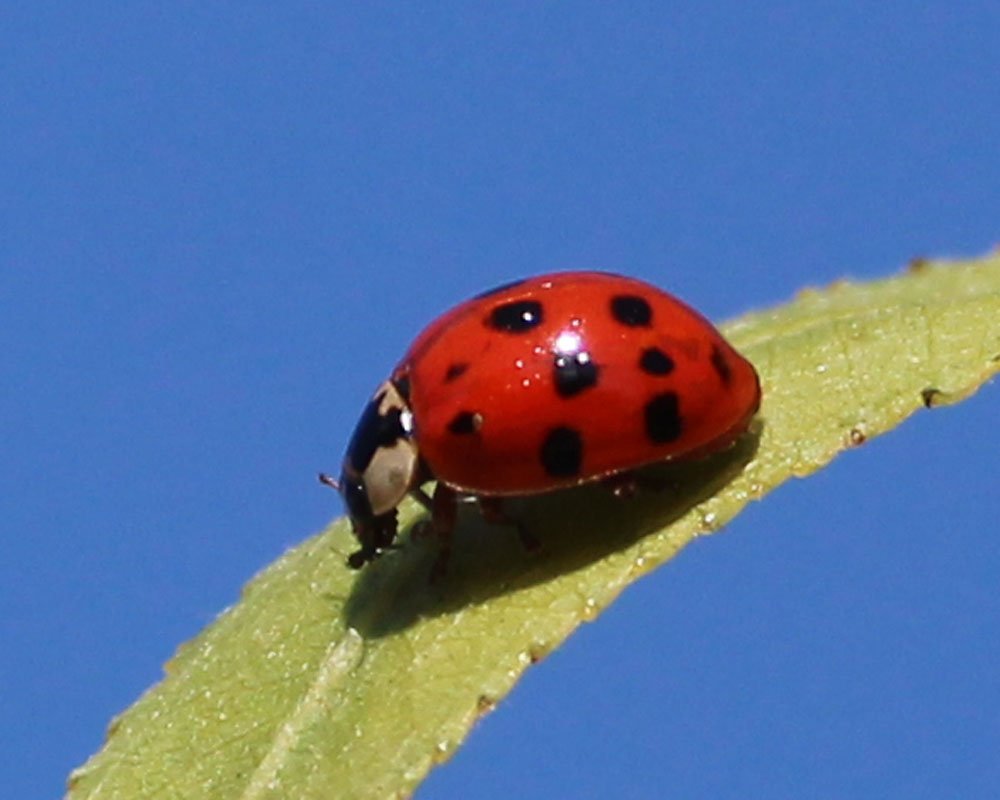 Solve Ladybug, Bernardo Bay Trail, San Diego, California jigsaw puzzle ...
