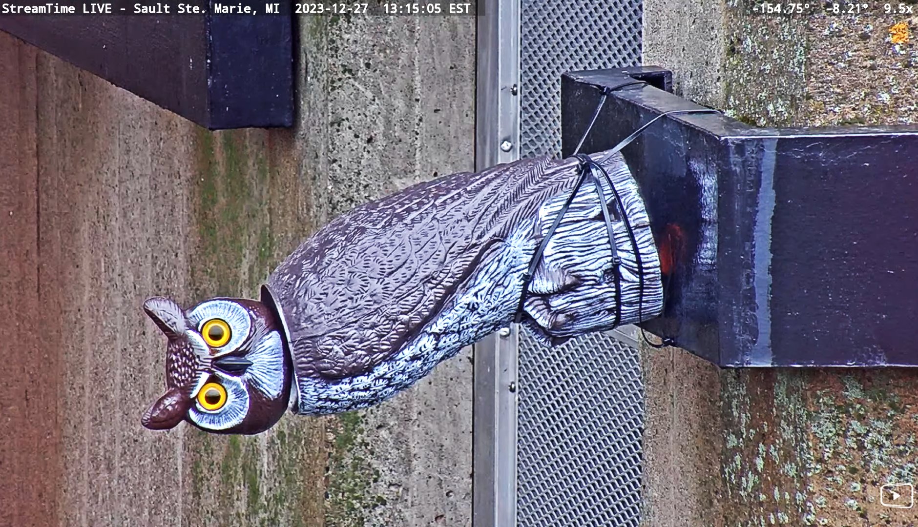 Solve Sideways Owl jigsaw puzzle online with 84 pieces