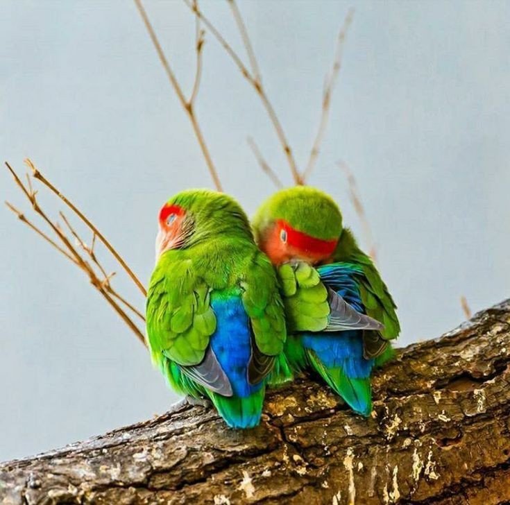 Solve Lovebirds jigsaw puzzle online with 81 pieces