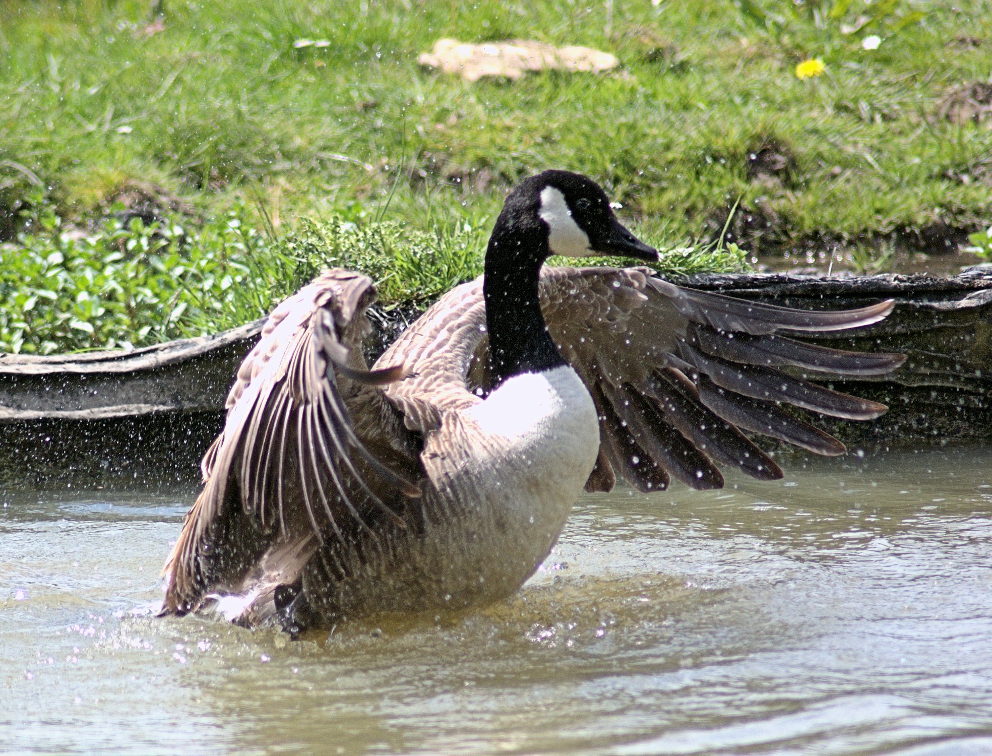 Solve Bathing Canada Goose jigsaw puzzle online with 192 pieces