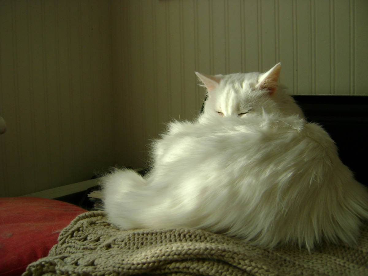 Solve Freya - Can barely see beyond her own bottom! jigsaw puzzle ...