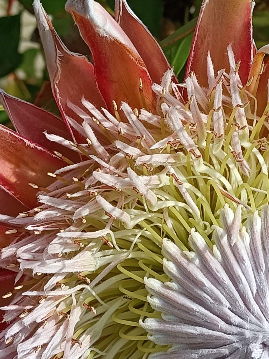 Solve King Protea jigsaw puzzle online with 300 pieces