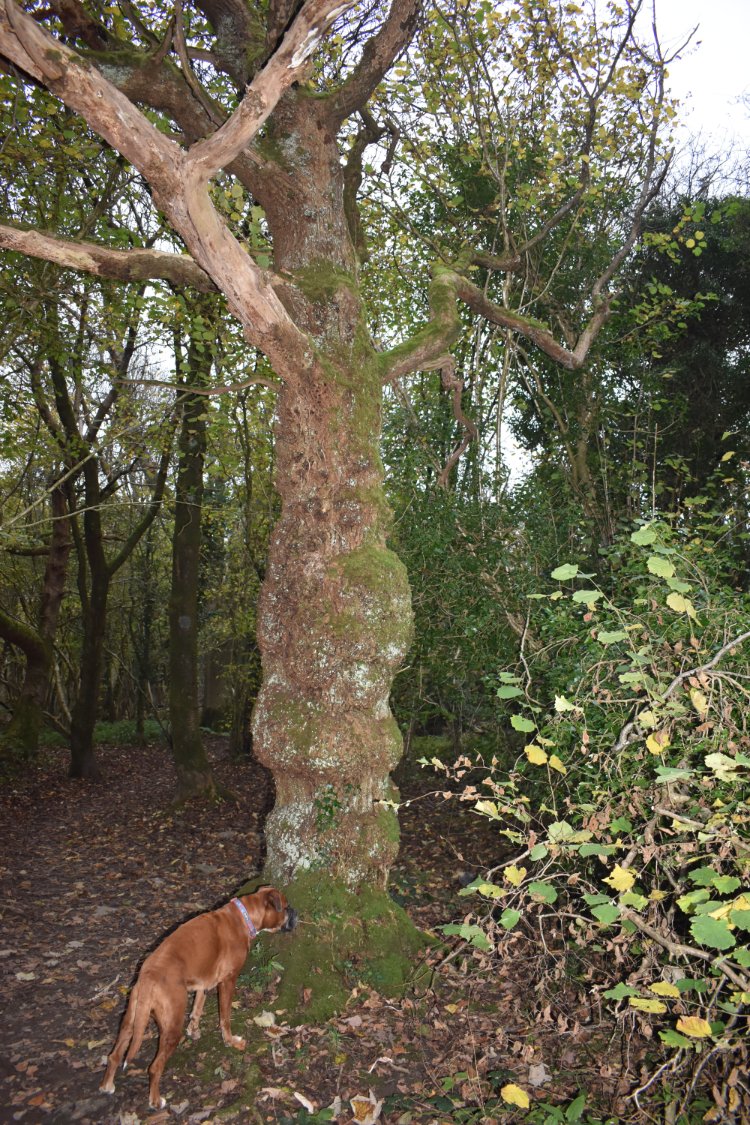 Jigsaw Puzzle | 12 pieces | Oy! come and look at this knobbly old guy ...