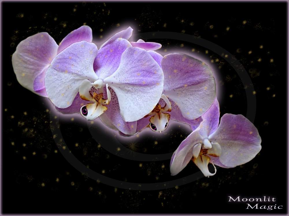 Solve Orchid Fae (Ex. Small) jigsaw puzzle online with 12 pieces