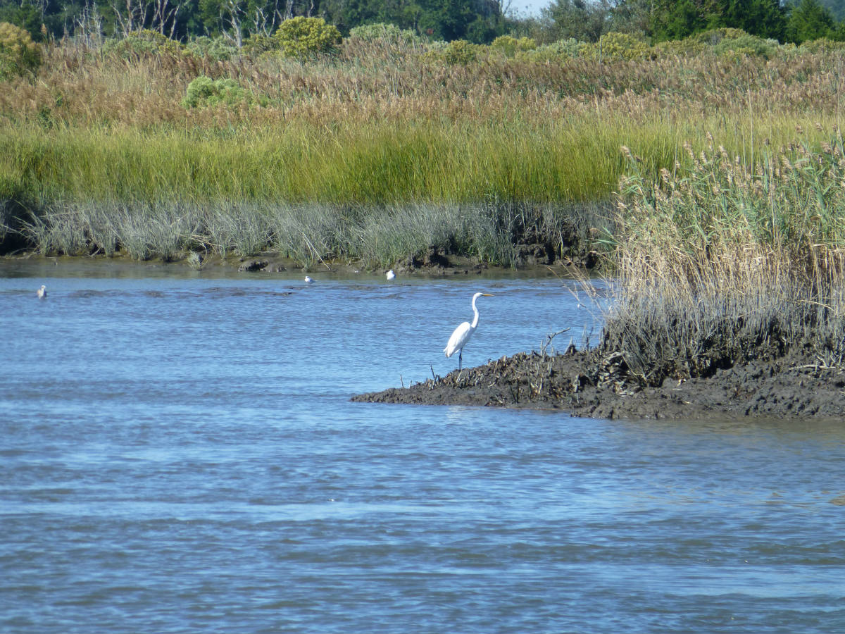 Solve Great Egret jigsaw puzzle online with 80 pieces