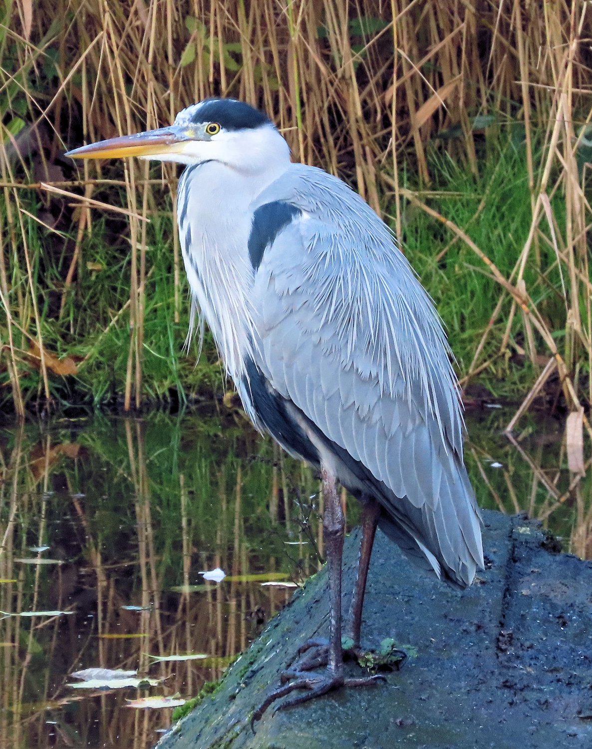 Solve great blue heron (blauwe reiger) jigsaw puzzle online with 63 pieces