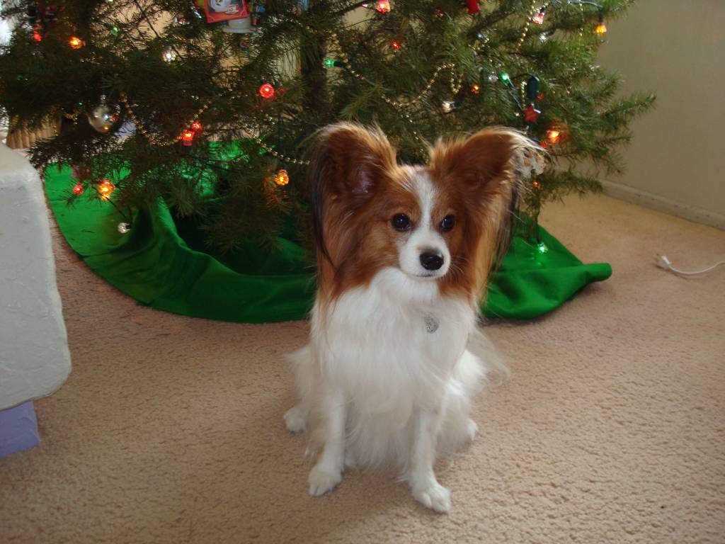 Solve Pepsi By His Tree jigsaw puzzle online with 15 pieces