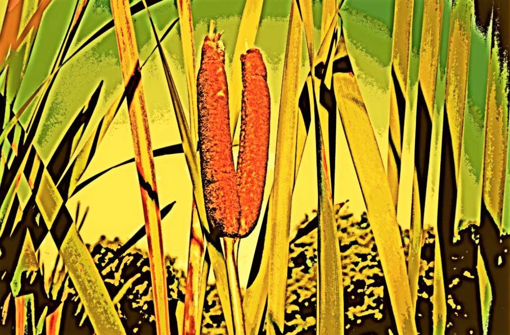 Solve "Cattails" (Resize to suit) jigsaw puzzle online with 70 pieces