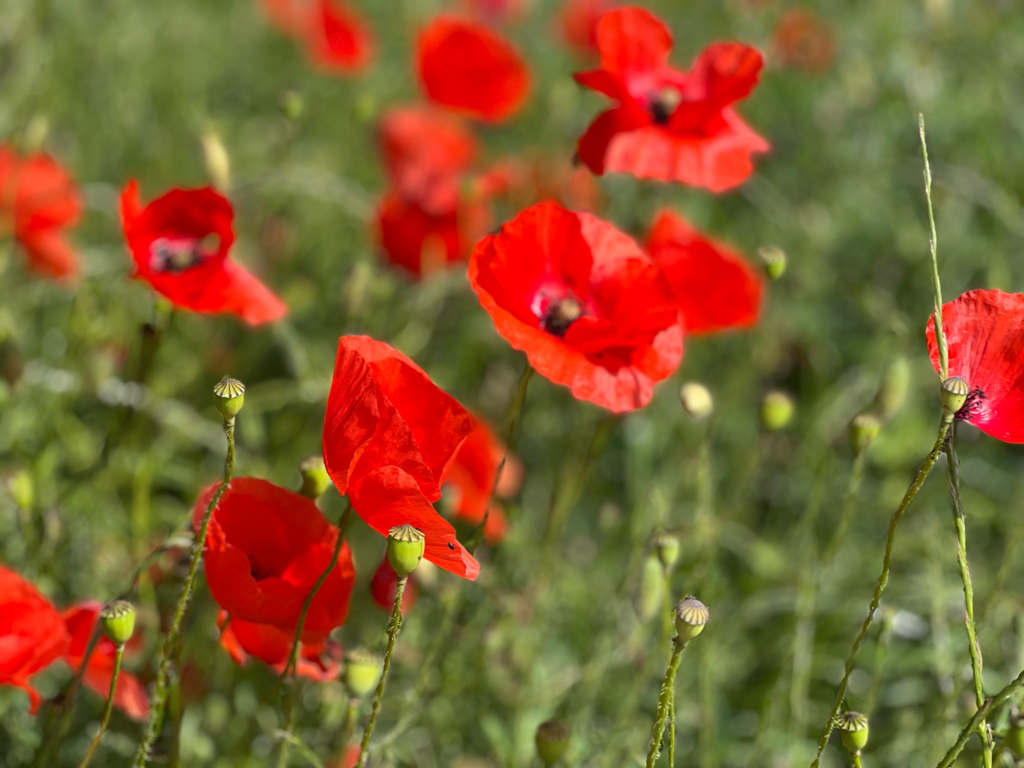 Solve Mohn jigsaw puzzle online with 154 pieces