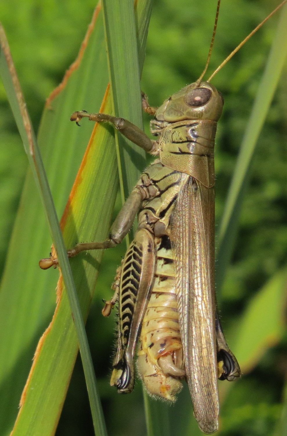 Solve grasshopper jigsaw puzzle online with 96 pieces