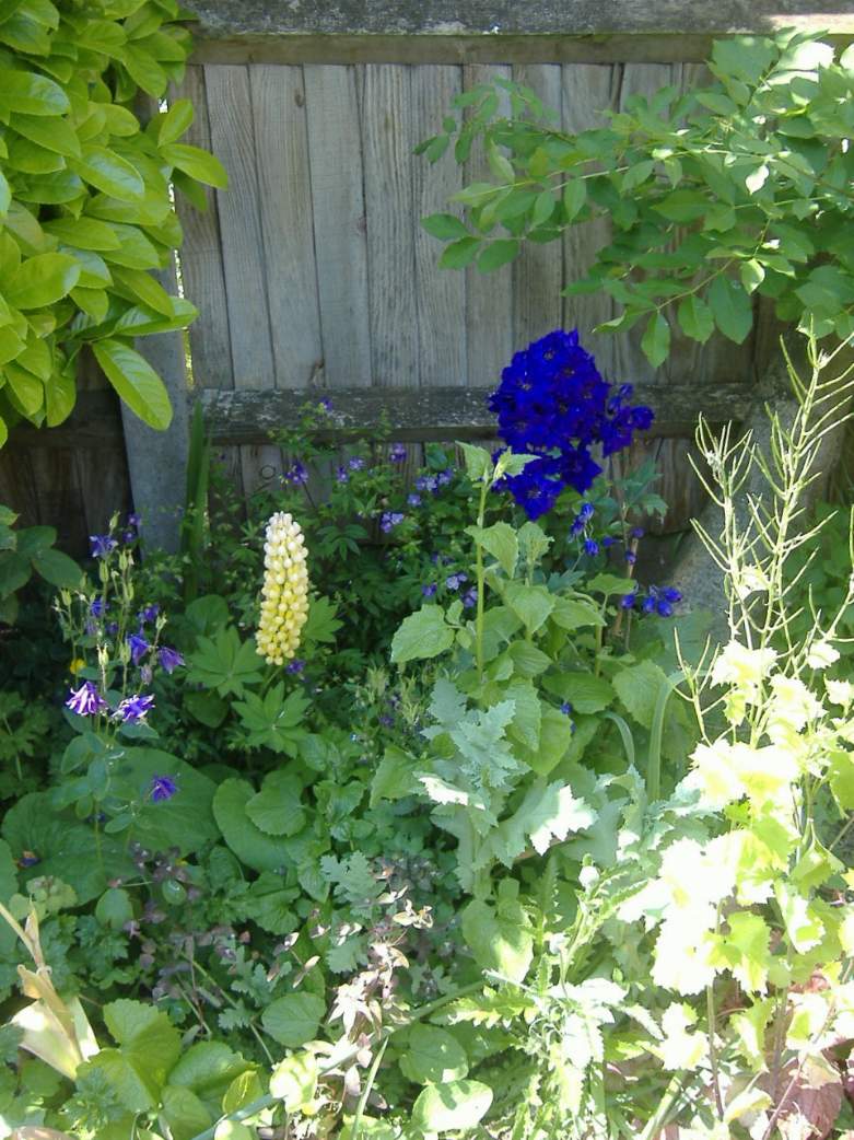 Solve 2023.6 - Granny Bonnet (Aquilegia), Jacob's Ladder (polemonium ...