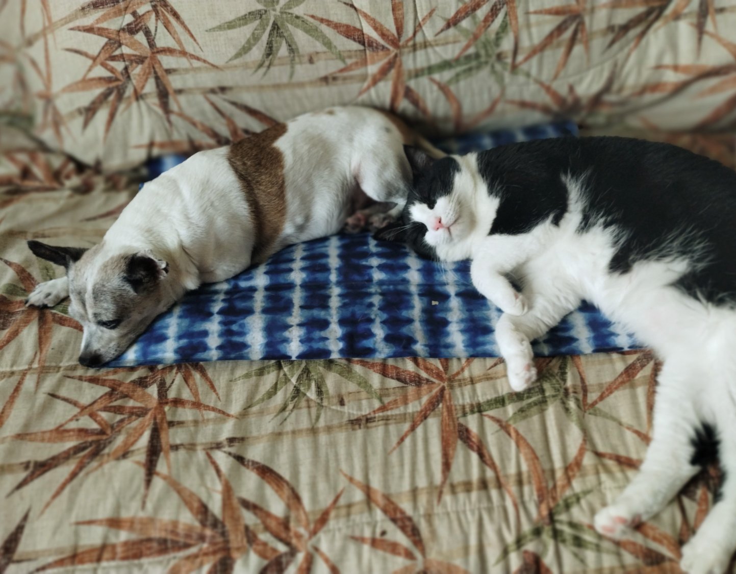 Solve Sharing & Back to Sleep jigsaw puzzle online with 12 pieces