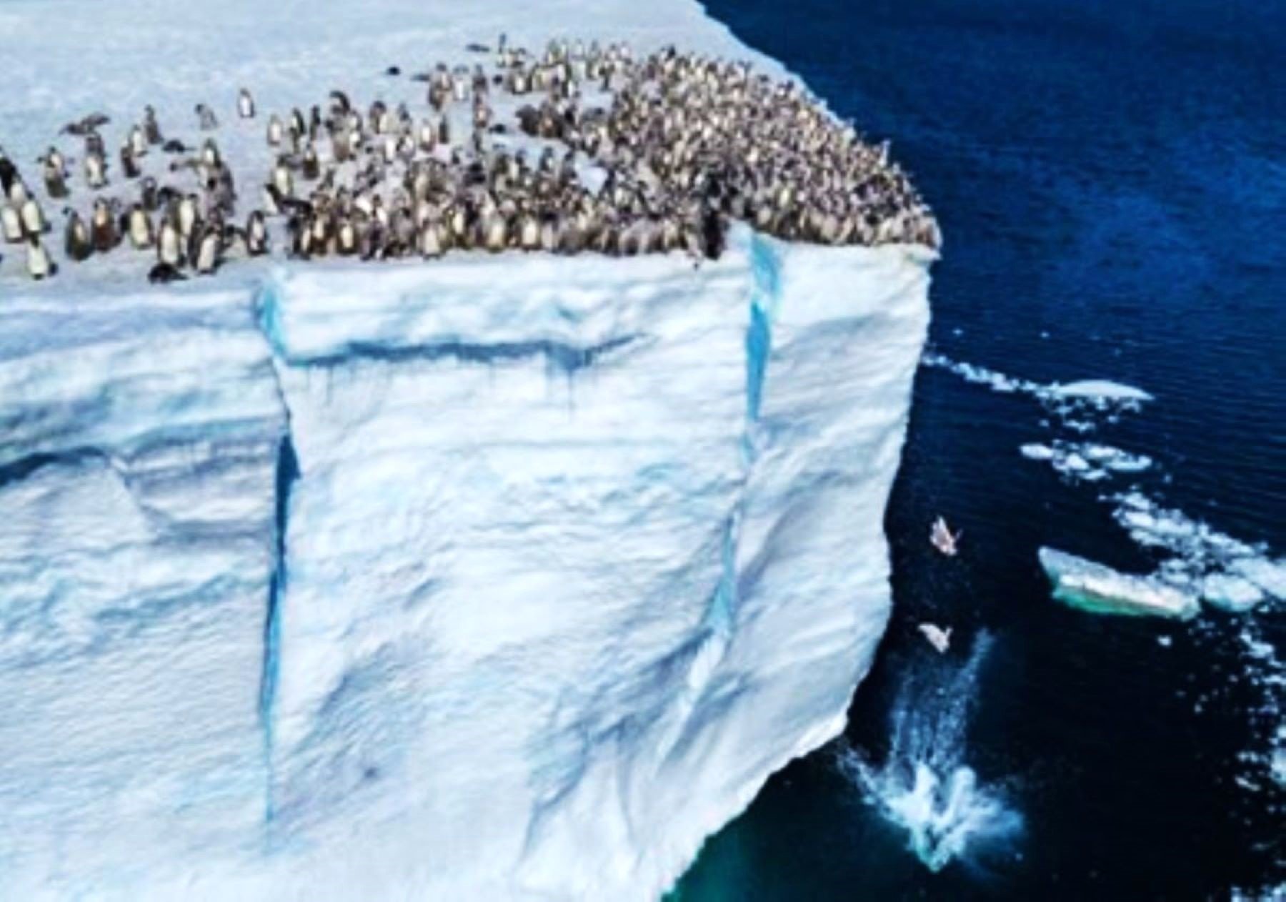 Solve Jumping Penguins jigsaw puzzle online with 165 pieces