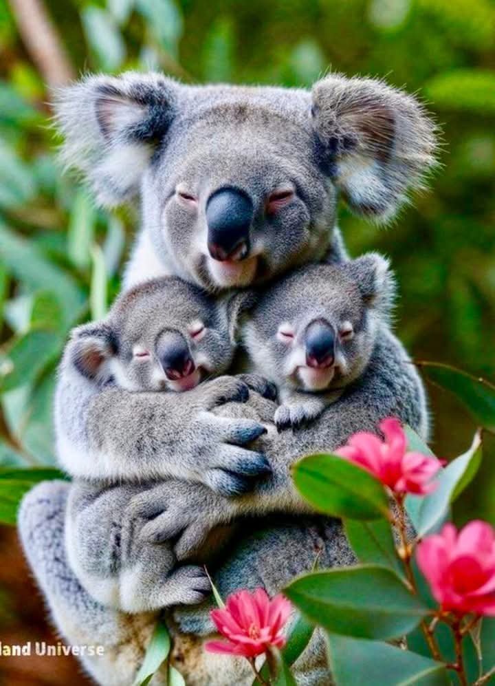 Solve koala's jigsaw puzzle online with 176 pieces