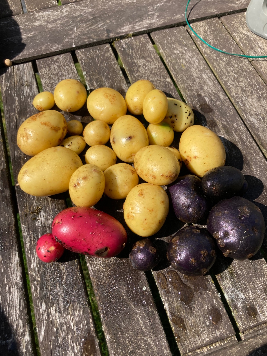 Solve German potatoes jigsaw puzzle online with 300 pieces