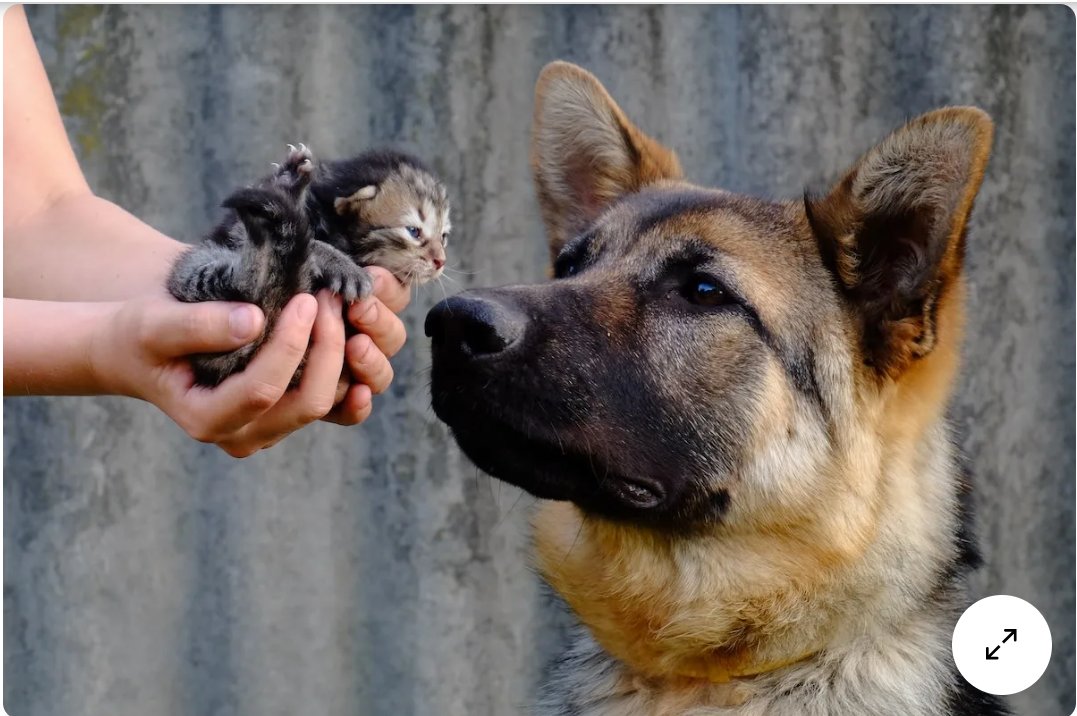 Solve German Shepherd's Gentle Patience with Tiny Rescue Kitten Is Too ...