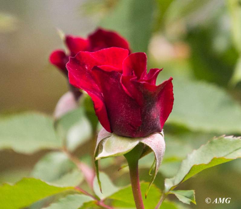 Solve Pinocchio Rose jigsaw puzzle online with 9 pieces