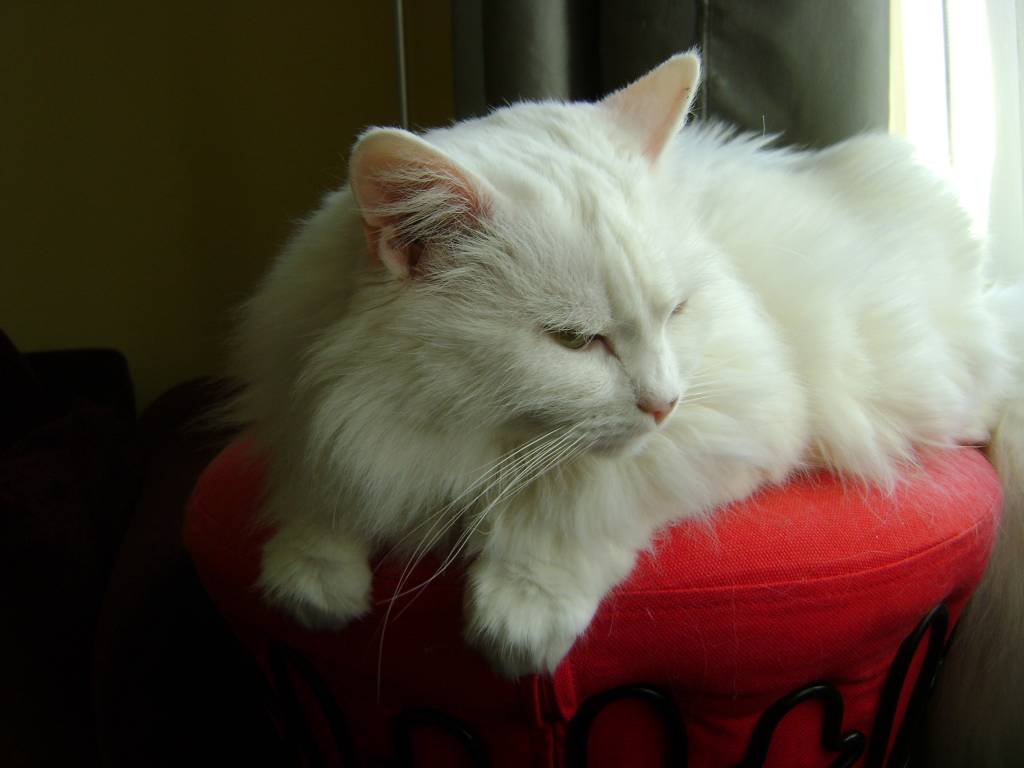 Solve Freya - I'm all ears... jigsaw puzzle online with 88 pieces