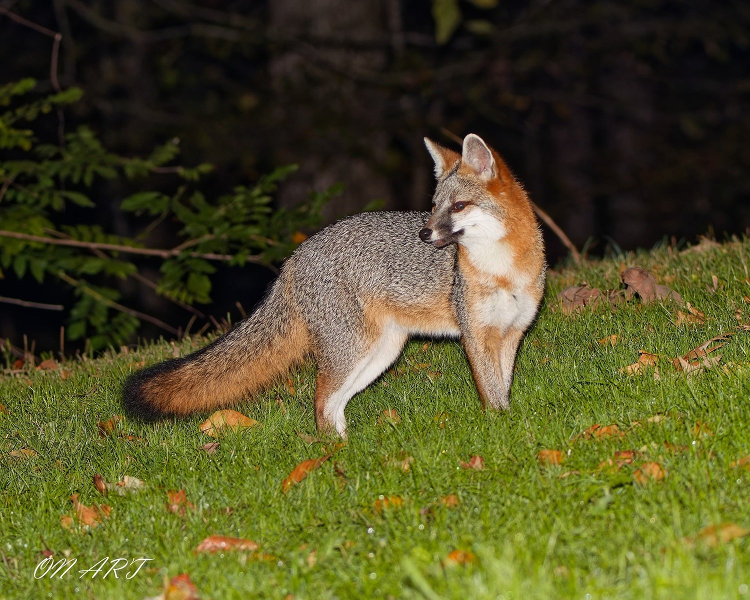 Solve Gray Fox in Alabama (1) jigsaw puzzle online with 99 pieces