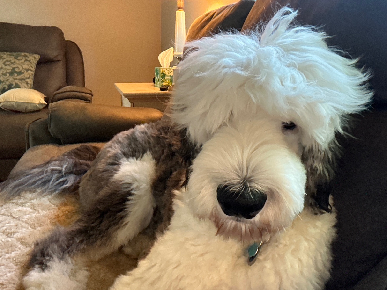Solve Boone the Sheepadoodle! CGC jigsaw puzzle online with 48 pieces