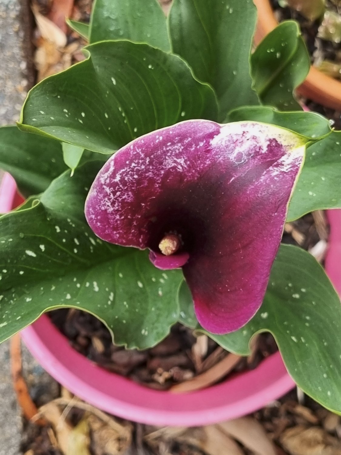 Solve Calla Lily jigsaw puzzle online with 48 pieces Solve Calla Lily jigsaw puzzle online with 48 pieces