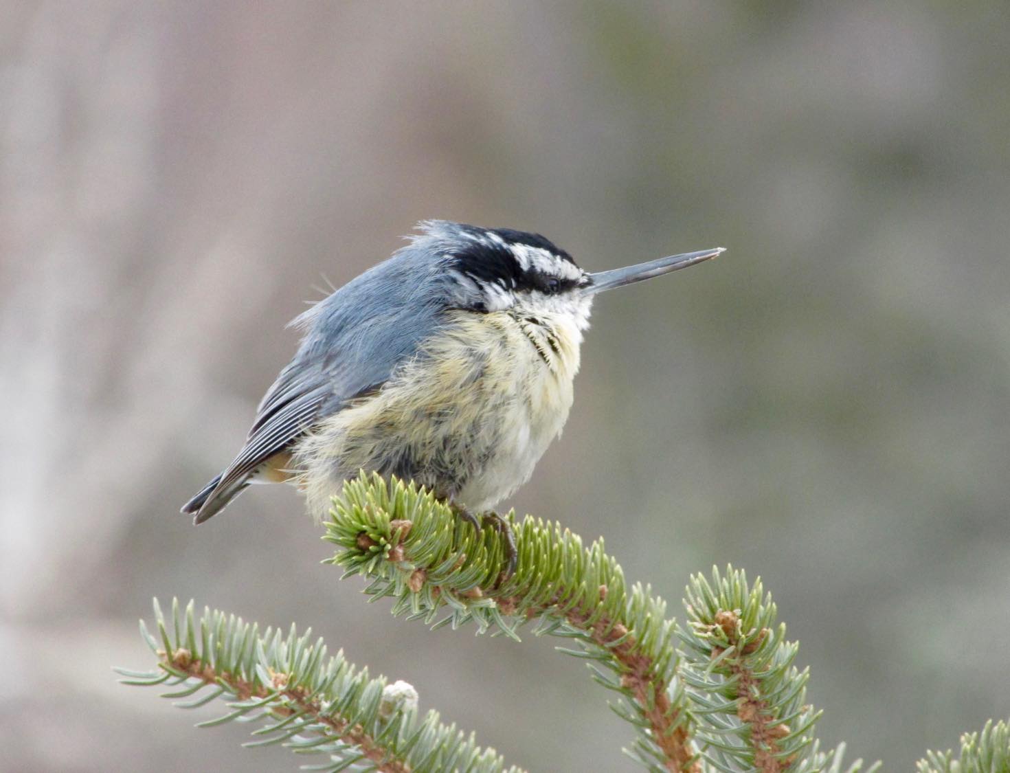 Solve Pinocchio jigsaw puzzle online with 108 pieces