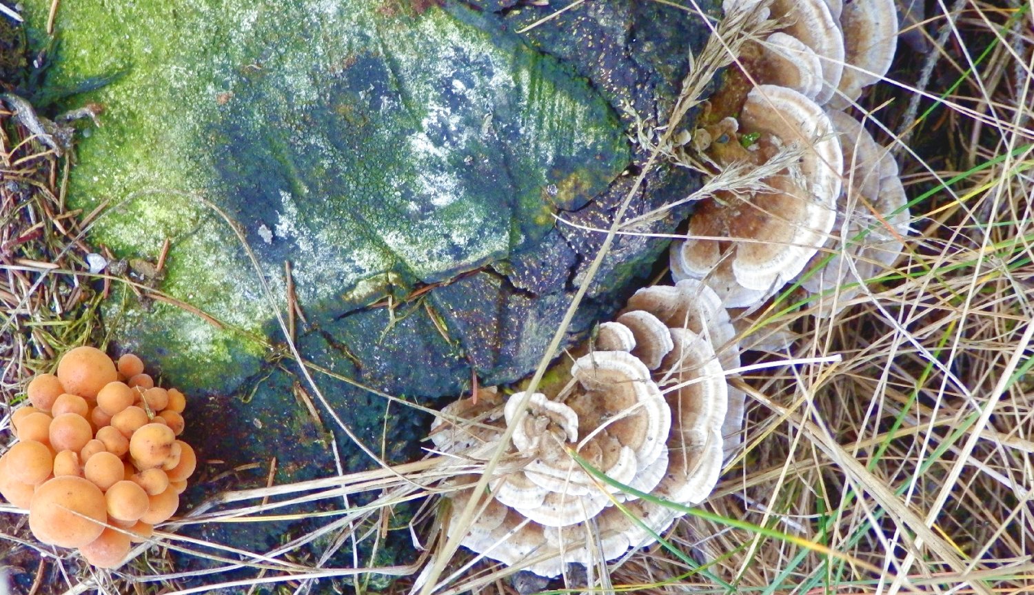 Solve Pařez - A tree stump -2 jigsaw puzzle online with 15 pieces